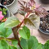 Mahara Deep Red Bougainvillea Bonsai .her Flowers Form in Clusters. - Etsy