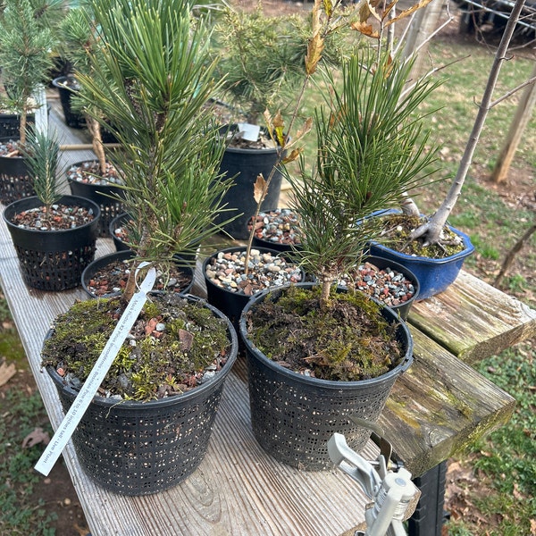 Incense Cedar Live Tree Seedling - Western Native Evergreen Great for ...