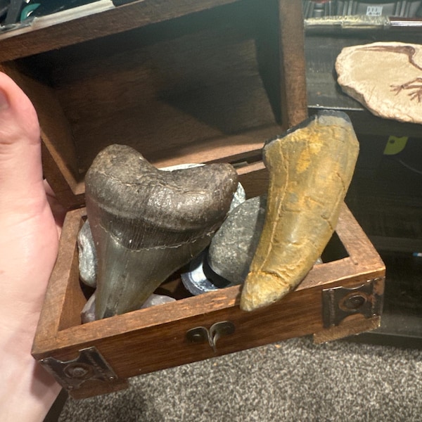 Velociraptor in Matrix - Fossil - Etsy