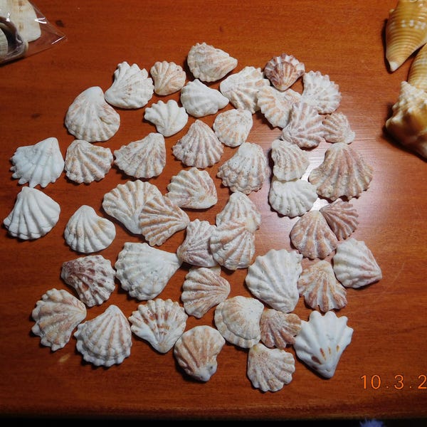 Framed Scallop Shell Art, Shell Art, Sea Shell Art, Sanibel Sea Shell ...