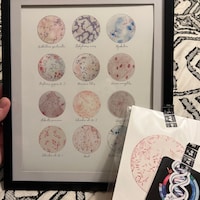 Microbe Collection, Bacteria, Bacteria Art, Science, Science Art ...