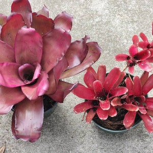 Aechmea Bracteata full Sun - Etsy