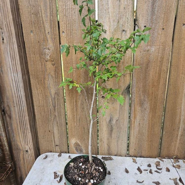 Semi Cascade Juniper Procumbens Nana In 4 Square Glazed Ceramic Bonsai Pot Etsy
