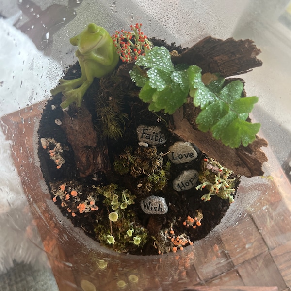 Small Terrarium Humidifier for Lichens, Moss, Plants. Mini Propagation ...