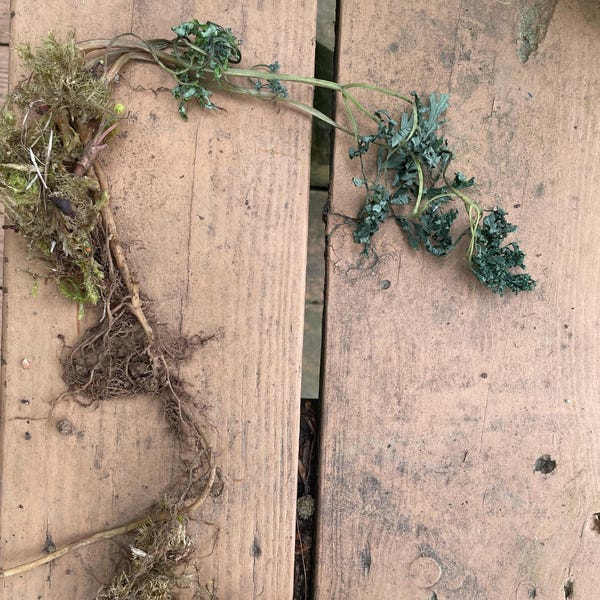 Red Alder Alnus Rubra 1-2 Year Sapling Organically Grown 8-12 " Root to ...