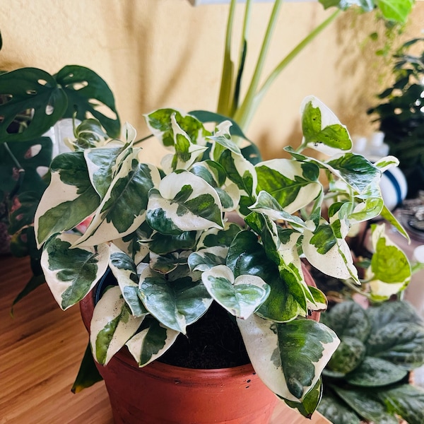 Efeutute 'N'Joy', Epipremnum pinnatum, panaschierte Blätter, weiß-grüne ...