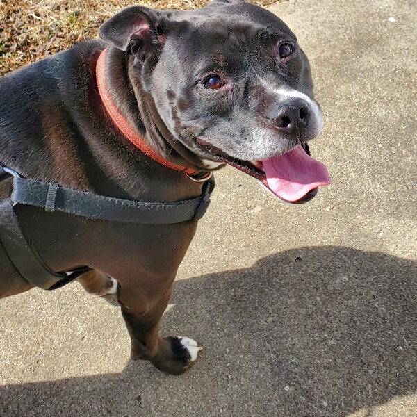 Redrum - Stylish Shining Halloween Dog Collar - Etsy