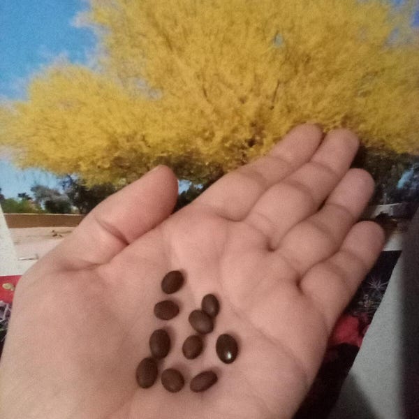 Creosote (chaparral) Bush Seeds (larrea Tridentanta) 10 Seeds - Etsy