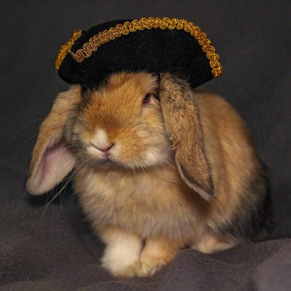 Colonial Tricorn Pirate Hat for Pet Bunny Rabbit and Other Small Pets ...