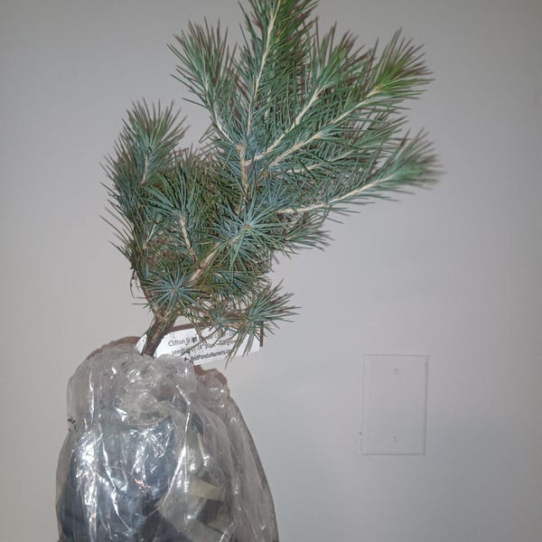 Incense Cedar Live Tree Seedling - Western Native Evergreen Great for ...