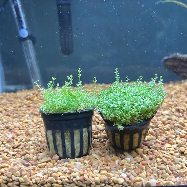 Dwarf Baby Tears Pot hemianthus Callitrichoides BUY3GET1FREE Live ...