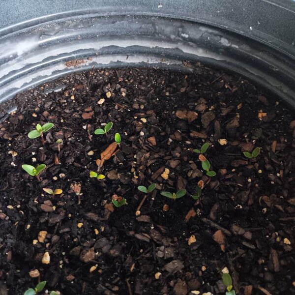 20 Seeds Common Barberry Bush - Berberis Vulgaris - Edible Berries - Etsy