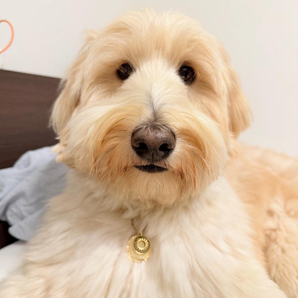 Personalized Dog ID Tag With a Sun Charm - Custom Dog Tag - Custom Cat ...