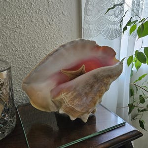 Large Specimen Grade 63.1mm CONUS Regius Royal, Crown Cone SEASHELL JB ...