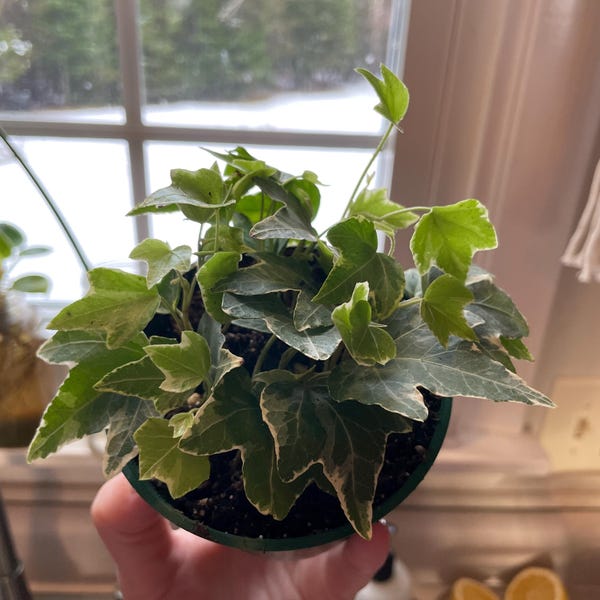 White Variegated English Ivy Live Plant | 2 Plants Required per Order ...