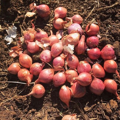 LORIENT SHALLOT Sets Non-gmo Bulbs, Garden Seed Shallots Traditional ...