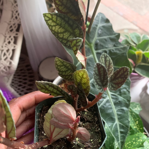 Trailing Watermelon Begonia (pellionia Pulchra, Potted Plant, Ships ...