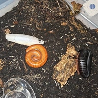 Hide and Shed Pack, Great for Small Snakes and Lizards Like Geckos and ...