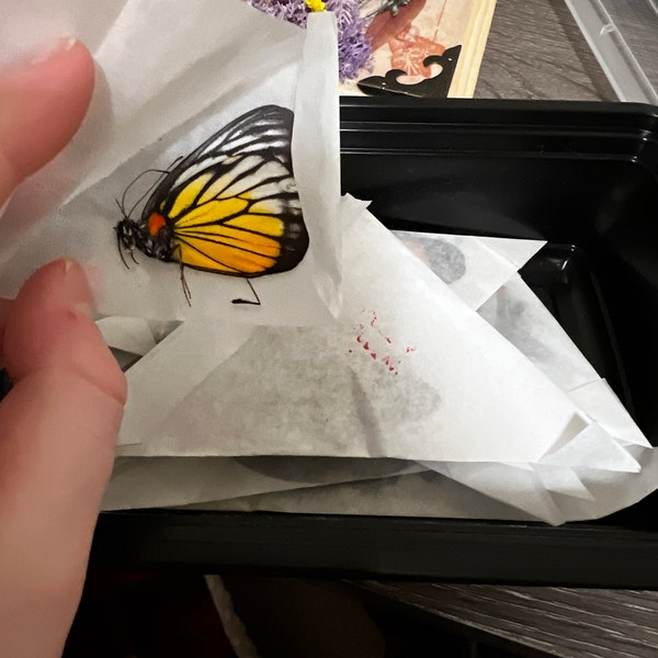 10-100 UNSPREAD RANDOM Butterflies Pack Lot Real Mixed Species Tropical ...