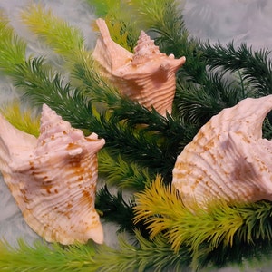 Shell Bits & Pieces Shards Beach Sand Tiny Little Shells for | Etsy