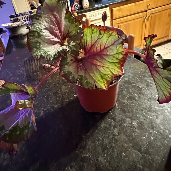 3” African Violets (asst. Colors) - Etsy