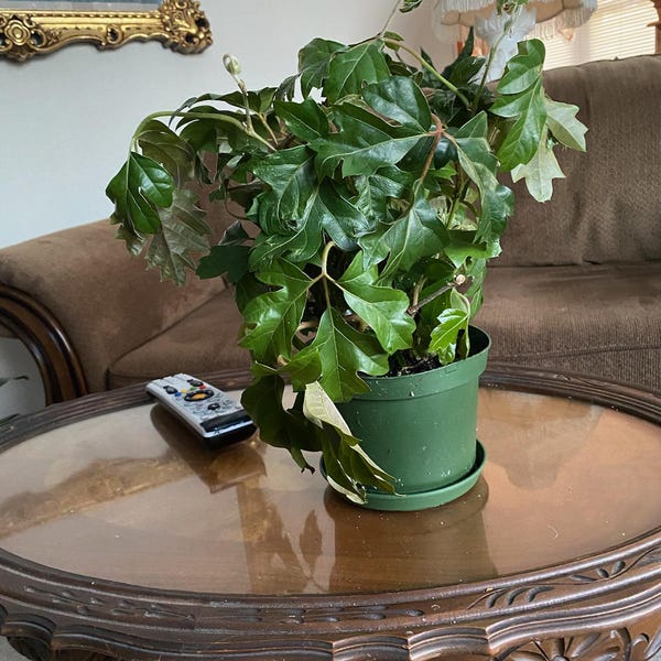 6” ZZ Plant, Zamioculcas Zamiifolia, Zee Zee Plant, Aroid Palm ...