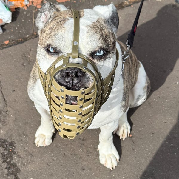 Custom Made to Measure Colourful Biothane Dog Muzzle - Ultra Adjustable ...