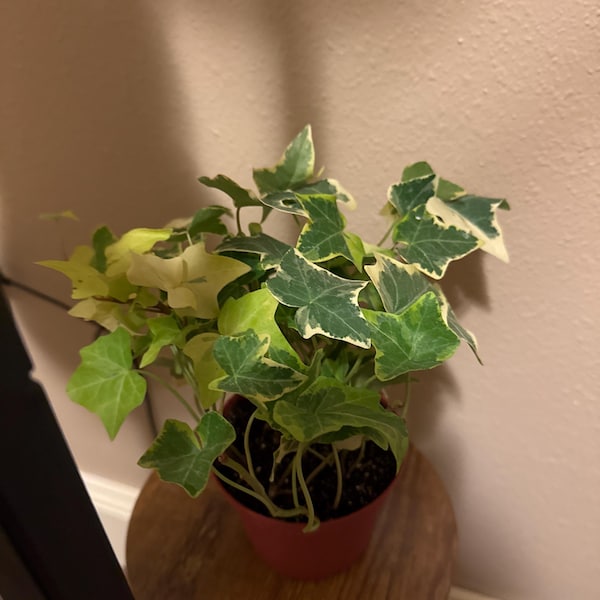 Golden English Ivy - Hedera Helix - Etsy