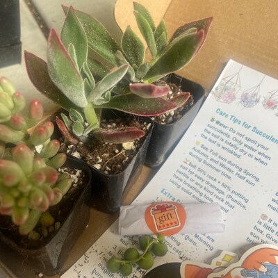 Fuzzy Echeveria Pulvinata Devotion Ruby Slippers Succulents Plants 2 ...