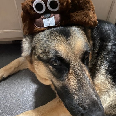 Groundhog Hat Headband//earwarmer//groundhog Day//punxsutawney,pa ...