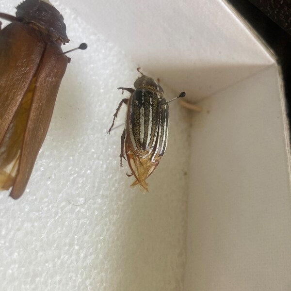 Insect Specimen Pins for Bug Pinning, Entomology Study, Insect ...