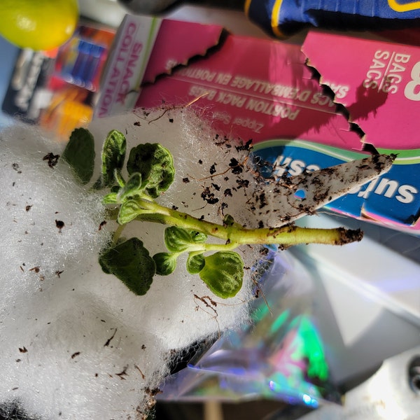 Rare Living Stone Succulents lithops - Etsy