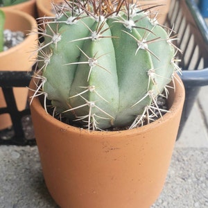 Neoraimondia Herzogianai baseball Bat Cactus 3.5 Inch Pot - Etsy