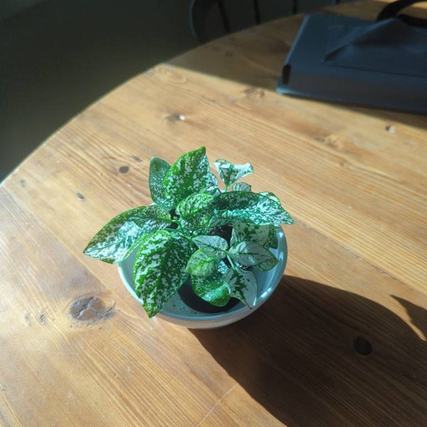 Versa Watermelon Coleus Plant, Pink and Red Options, Small/medium ...