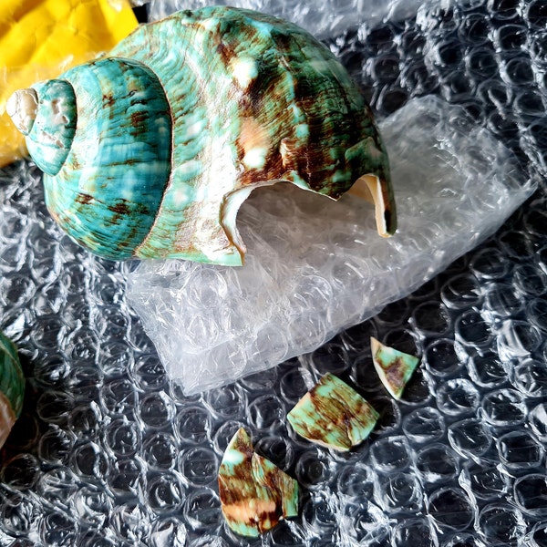 Big Size Hermit Crab Sea Shell, 1 7/8" - 2 1/4" Opening Hole.green ...