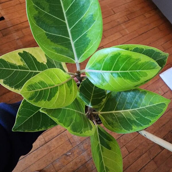 Mican Philodendron Velvet Leaf Philo Indoor & Outdoor Live Tropical ...