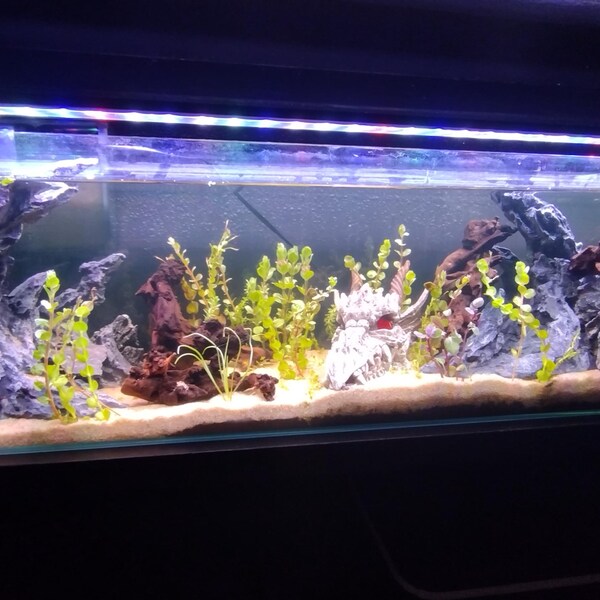 Fully RED Plants With Pogostemon Helferi Downoi, Bundle, pearlingplants ...