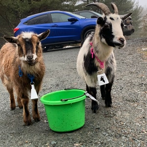 Goat Collar Plastic 6mm Chain With Metal Quick Link 20 - Etsy