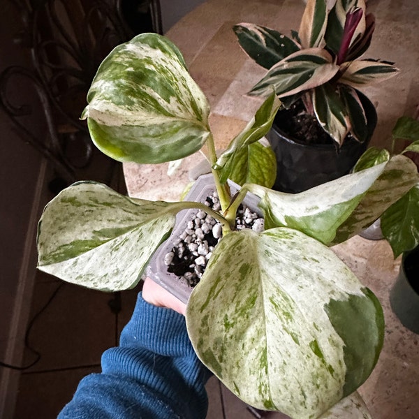 Potho Manjula High Viraigation Rare, Cuttings & Established Plants - Etsy