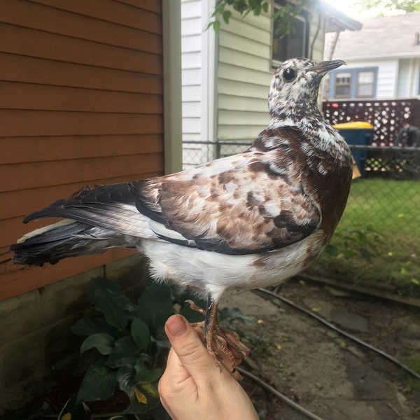 Taxidermy Bird Handmade Pigeon White Dove Closed Wing,housewarming ...