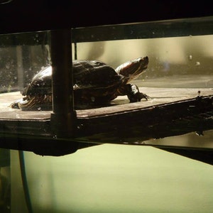 Premium Hanging side Saddle Aquarium Safe Turtle - Etsy Canada