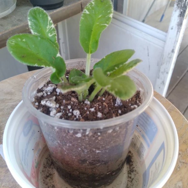 Chester Fern Starter Plant (ALL STARTER PLANTS Require You to Purchase ...