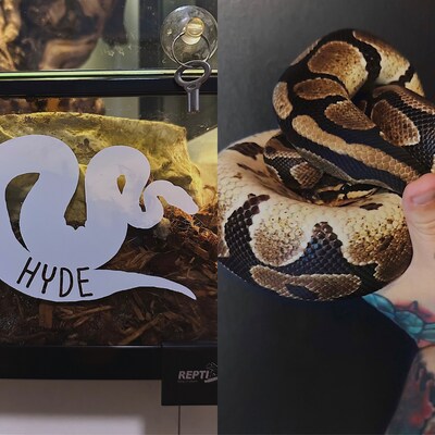 Customizable Name Ball Python Snake Vinyl Decal READ DESCRIPTION - Etsy
