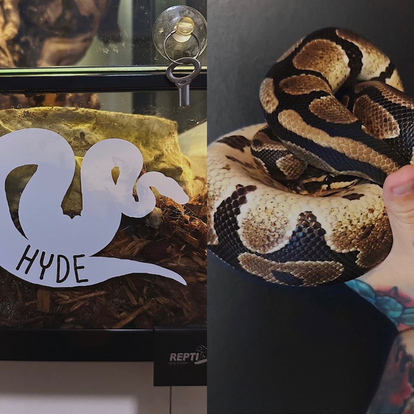 Customizable Name Ball Python Snake Vinyl Decal READ DESCRIPTION - Etsy