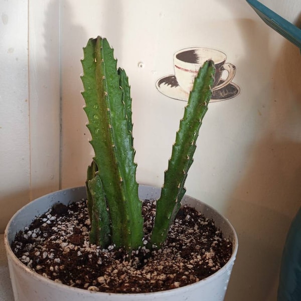 Starfish Cactus | 4 Inch | Carrion Flower | Stapelia Hirsuta | Rare ...