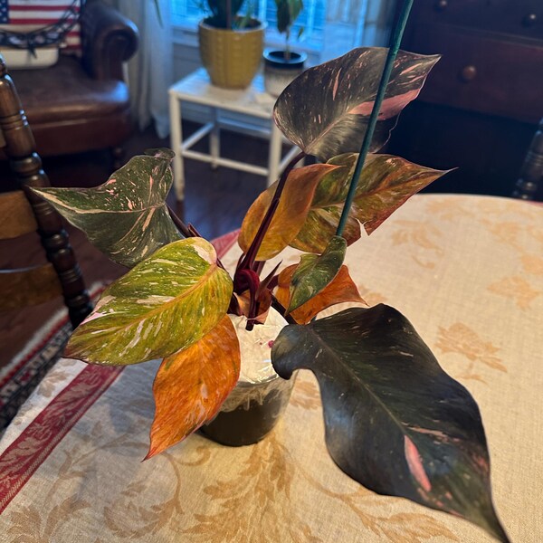 Philodendron Pink Princess Marble in 4" Pot, High Variegation - Etsy