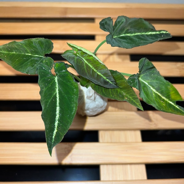 Syngonium Rayii Small Rooted Plant - Etsy