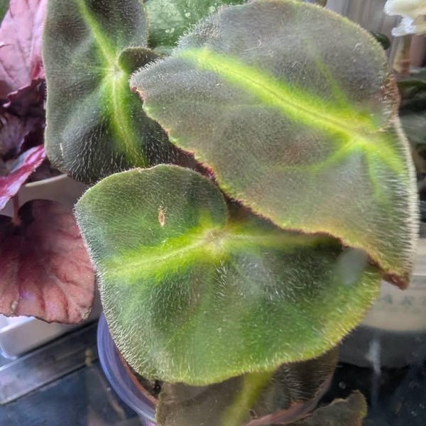 Striped Begonia | Begonia Listada | Rare Begonia | 4in Pot - Etsy