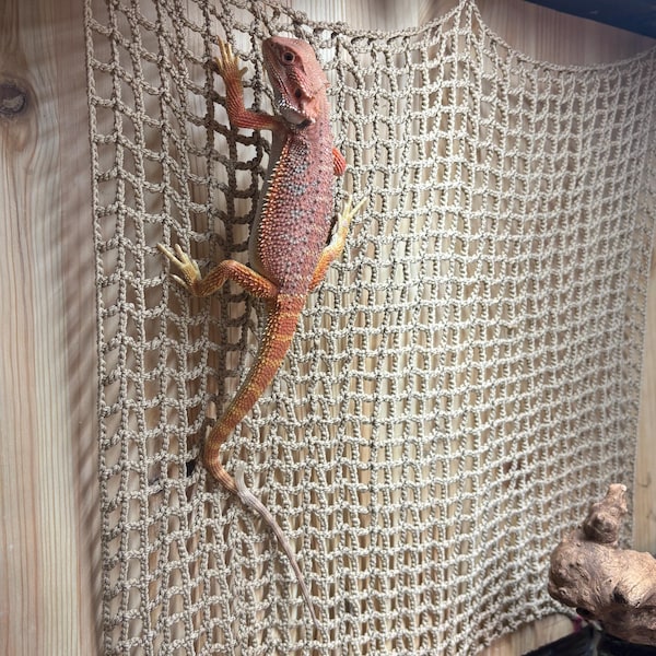 Reptile Climbable Wall | Climbing Wall for Reptiles | Reptile Climbable ...
