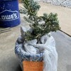 Pinus Densiflora 'pope' (pope Japanese Pine) Rare! - Etsy